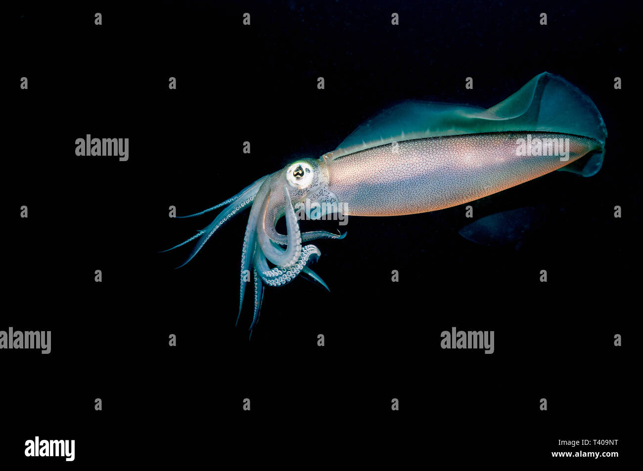 Bigfin Reef Squid Drawing