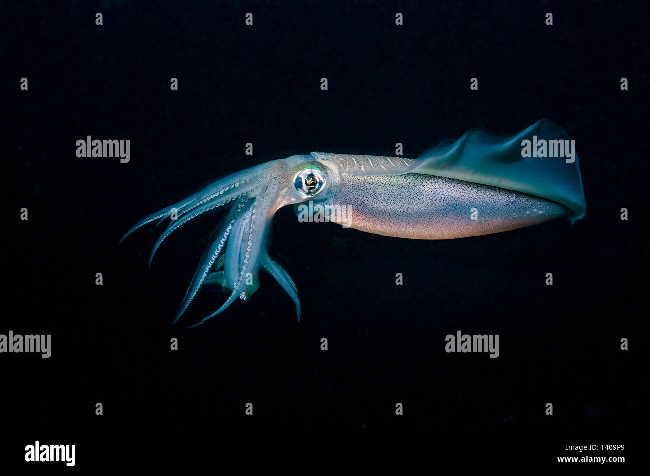 Bigfin Reef squid [Sepioteuthis lessoniana]. Puerto Galera, Philippines ...