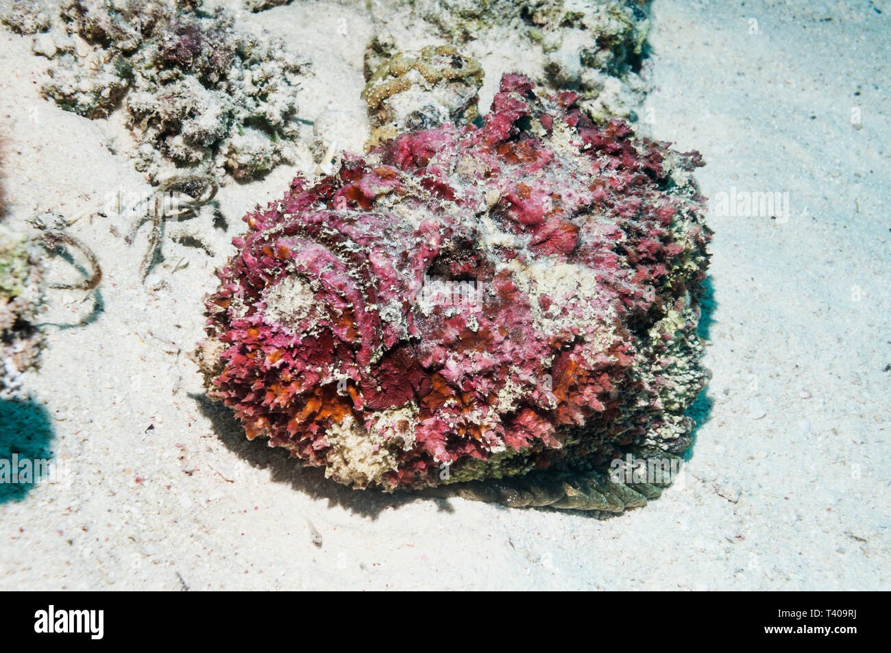 Red sea stonefish hi-res stock photography and images - Alamy