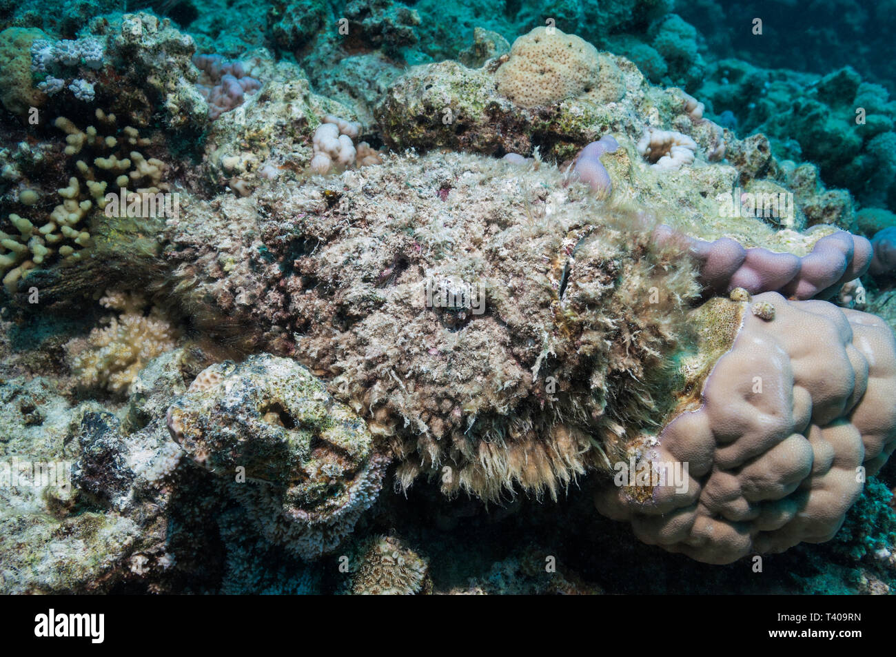 Reef Stonefish [Synanceia verrucosa]. Egypt, Red Sea. Indo West Pacific ...