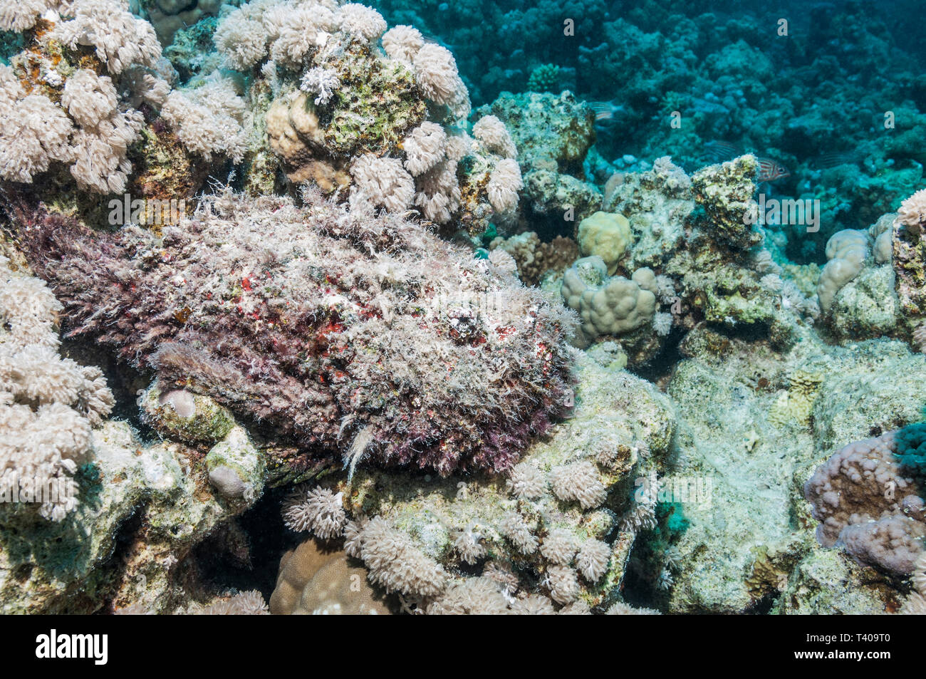 Reef Stonefish [Synanceia verrucosa]. Egypt, Red Sea. Indo West Pacific ...