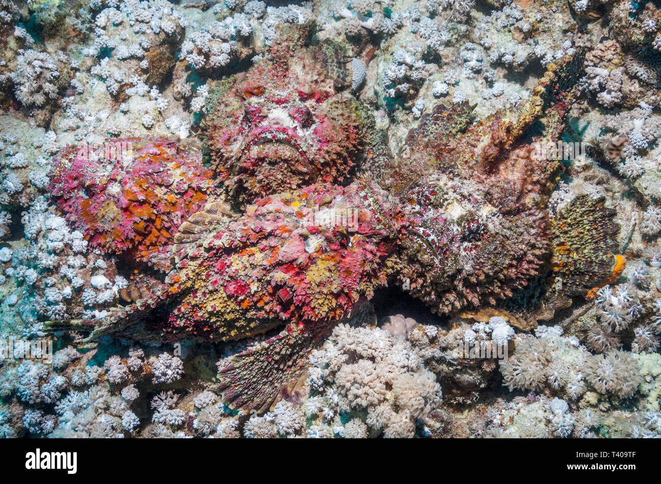 Reef stonefish reef hi-res stock photography and images - Alamy