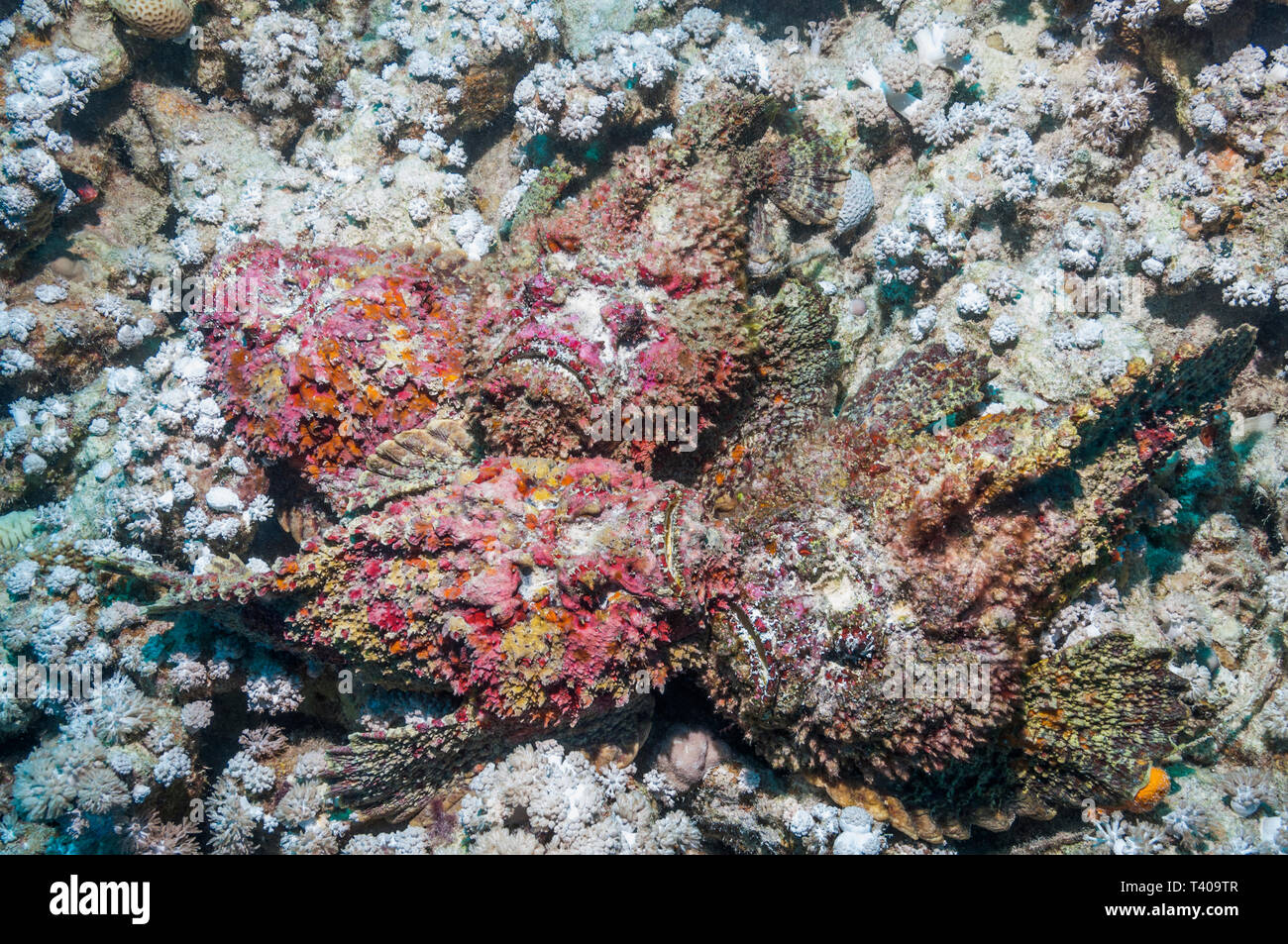 Reef stonefish reef hi-res stock photography and images - Alamy