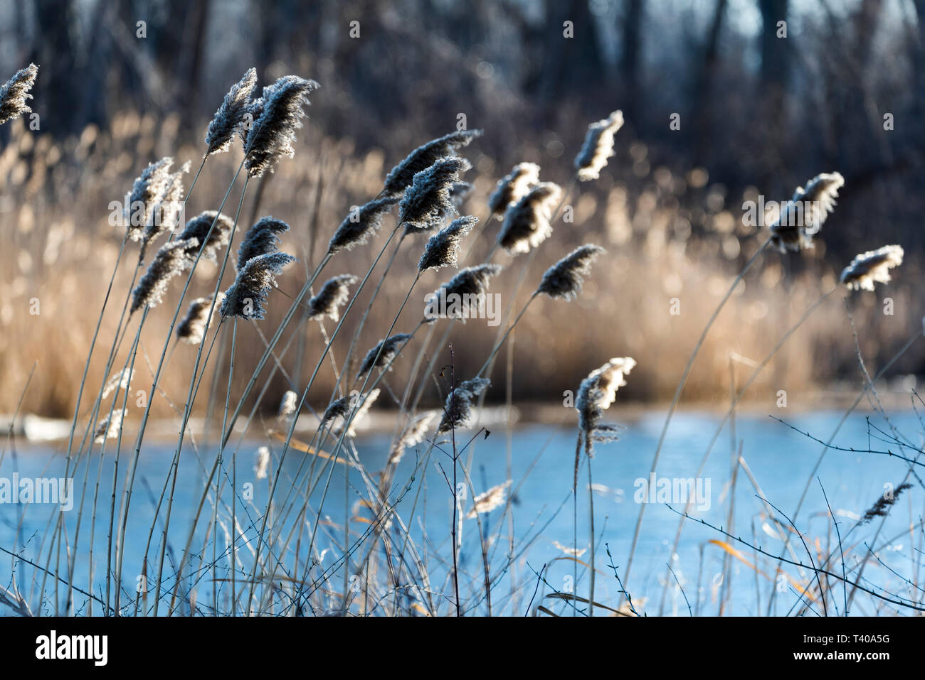 Invasive phragmites reeds hi-res stock photography and images - Alamy