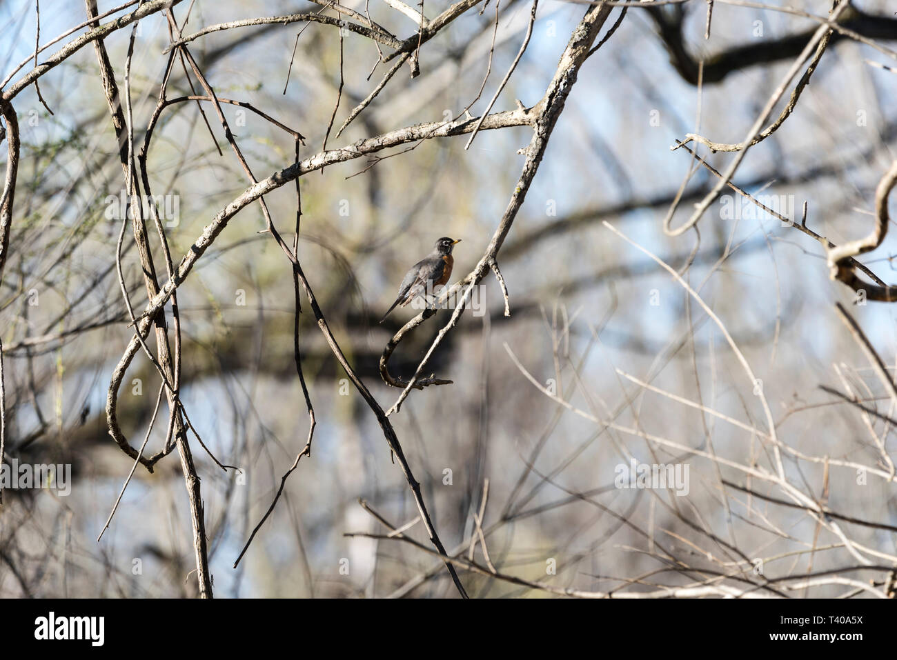 Alert robin hi-res stock photography and images - Alamy