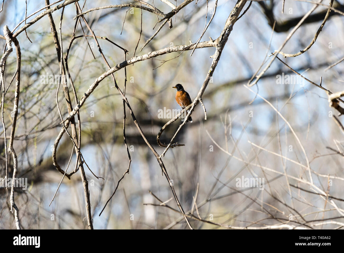 Robin spring hi-res stock photography and images - Alamy