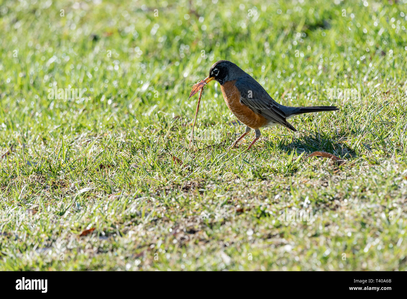 Worm grass hi-res stock photography and images - Alamy