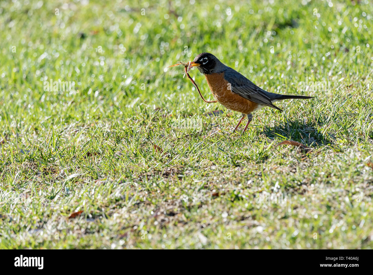 Early Spring robin catching worm in green grass of a field Stock Photo ...