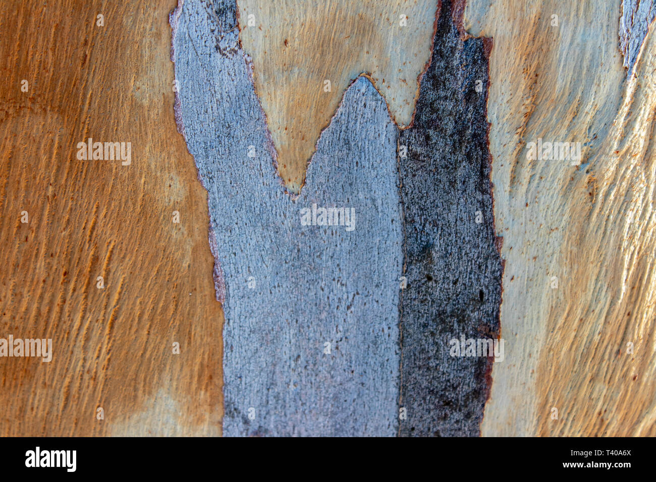 a closeup shoot to old scratched wood shell texture with interesting ...