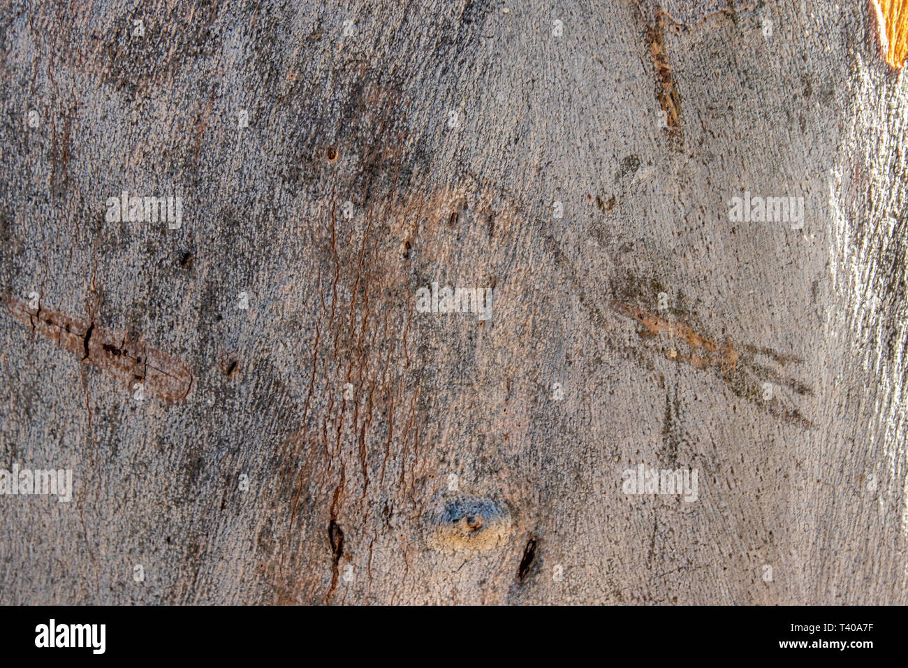 a closeup shoot to old wood shell texture with interesting shape. photo ...