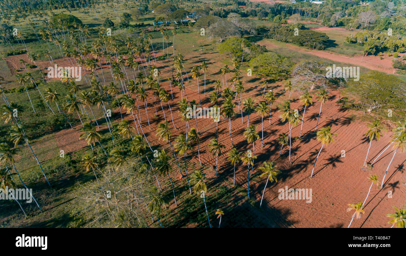palm tree, Zanzibar Stock Photo - Alamy