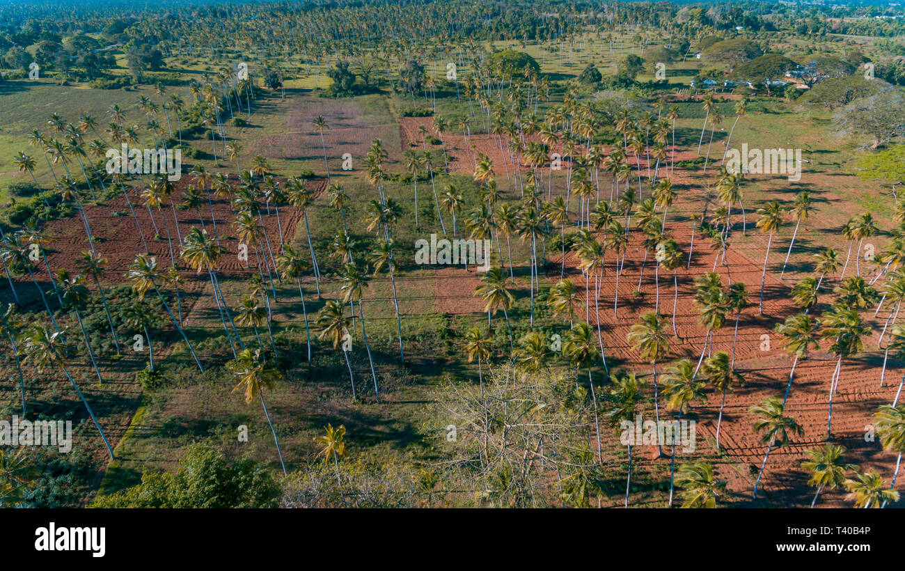 palm tree, Zanzibar Stock Photo - Alamy