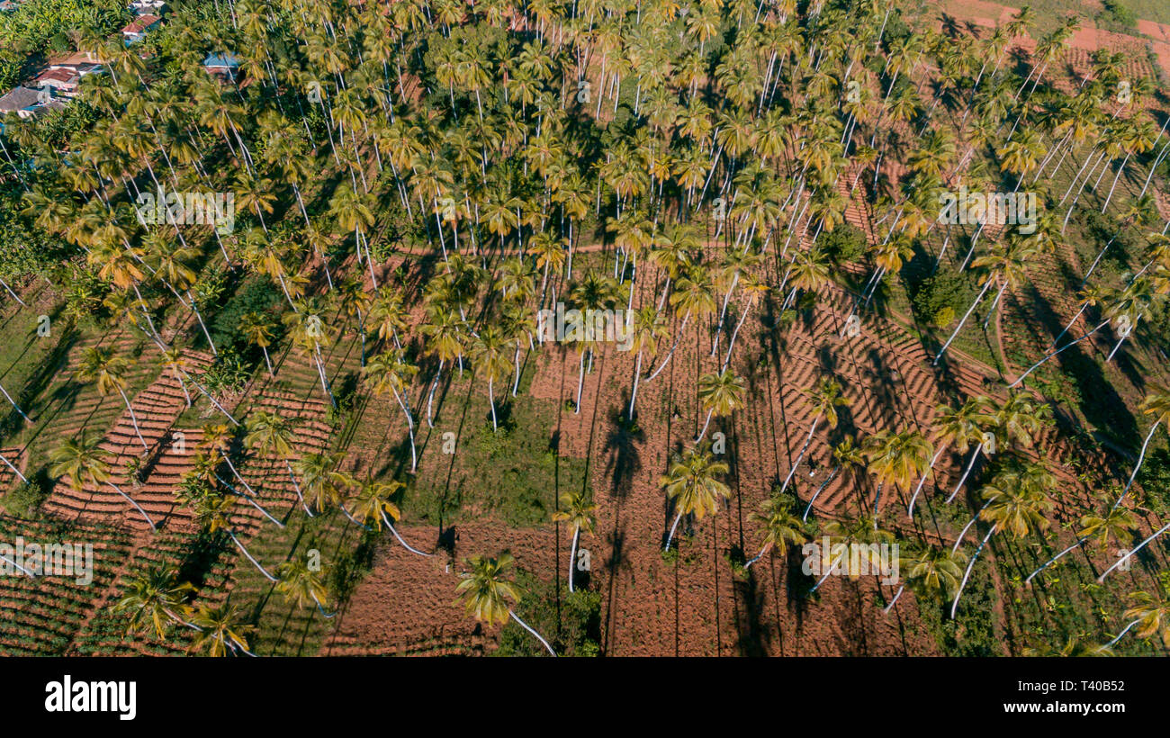 palm tree, Zanzibar Stock Photo - Alamy