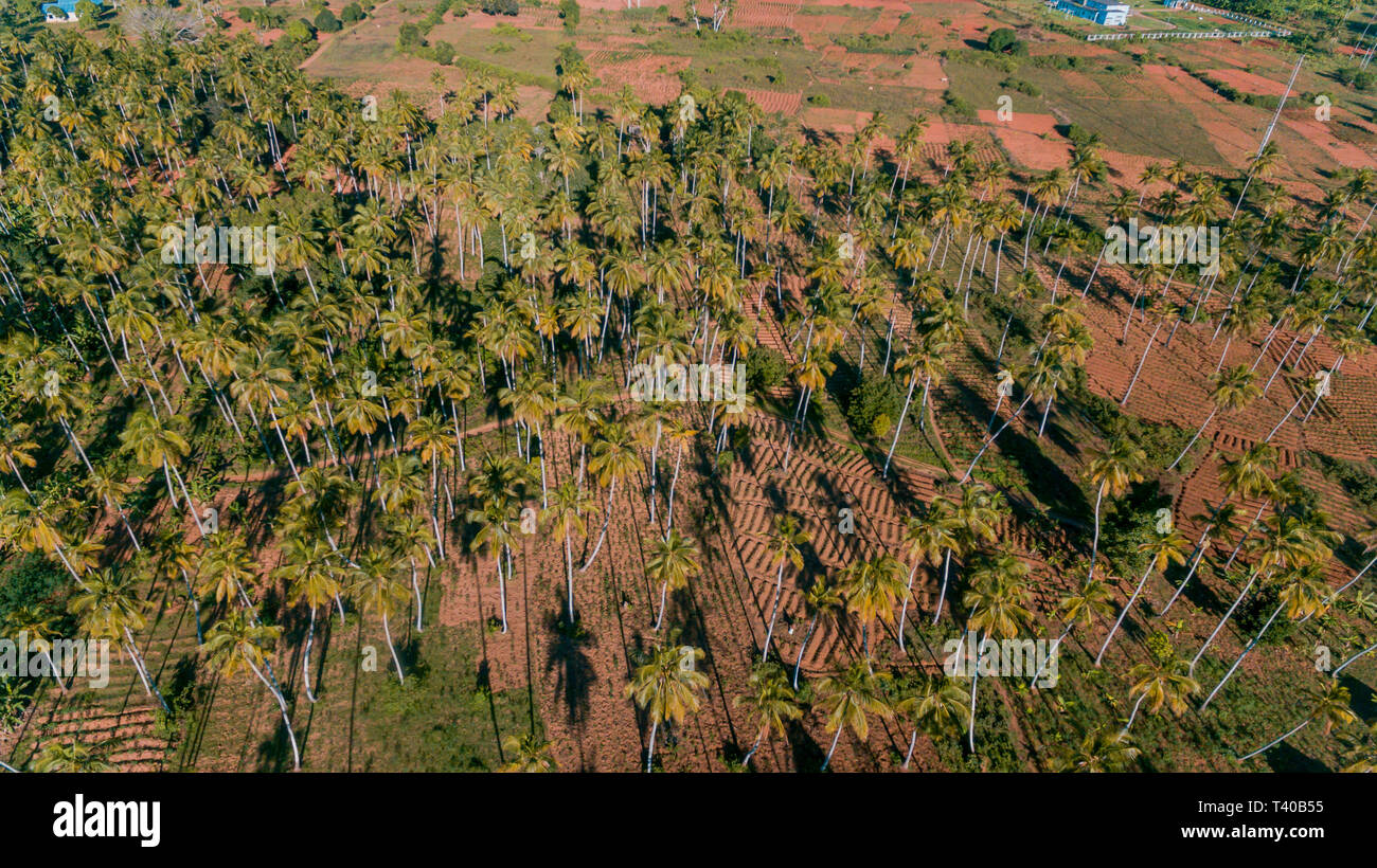 palm tree, Zanzibar Stock Photo - Alamy