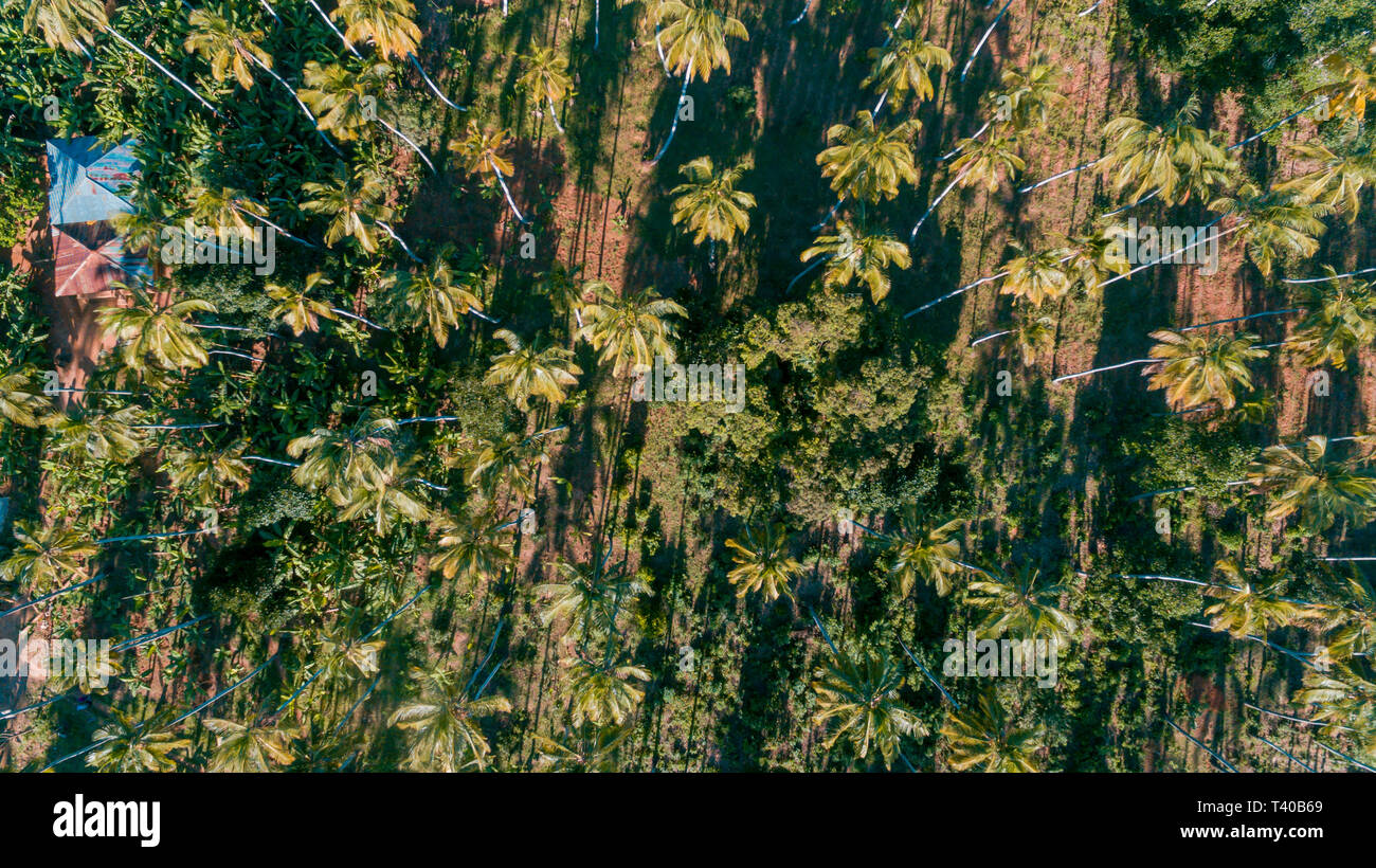 palm tree, Zanzibar Stock Photo - Alamy