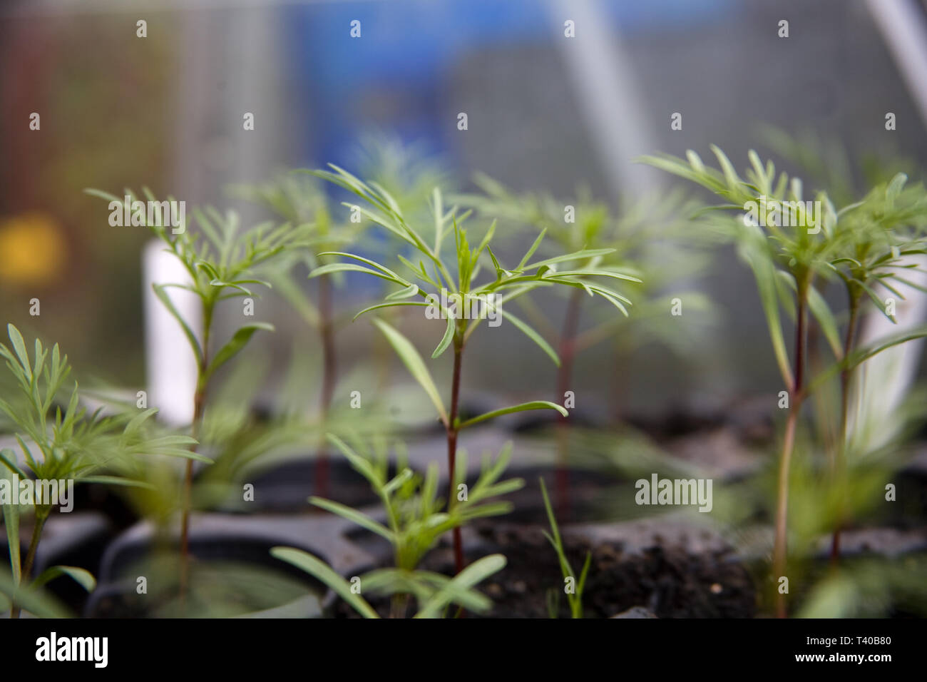 Cosmos seedlings hi-res stock photography and images - Alamy