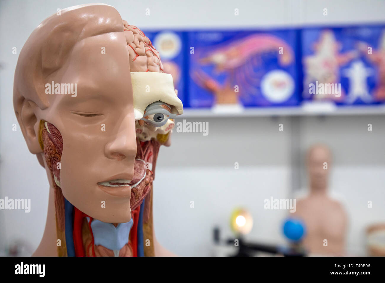 Human anatomy class hi-res stock photography and images - Alamy