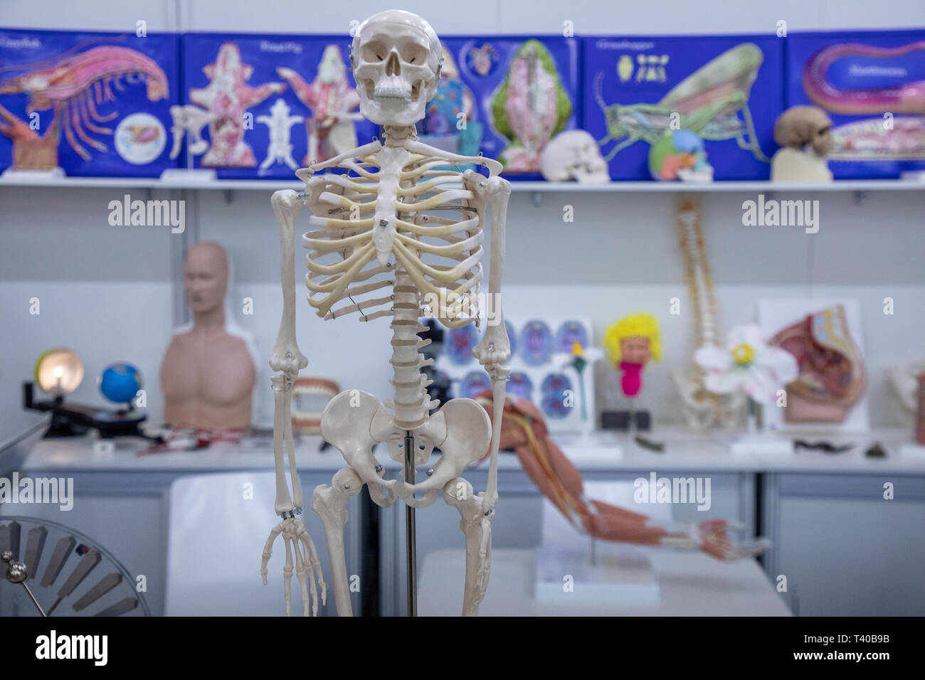 Human skeleton model hi-res stock photography and images - Alamy