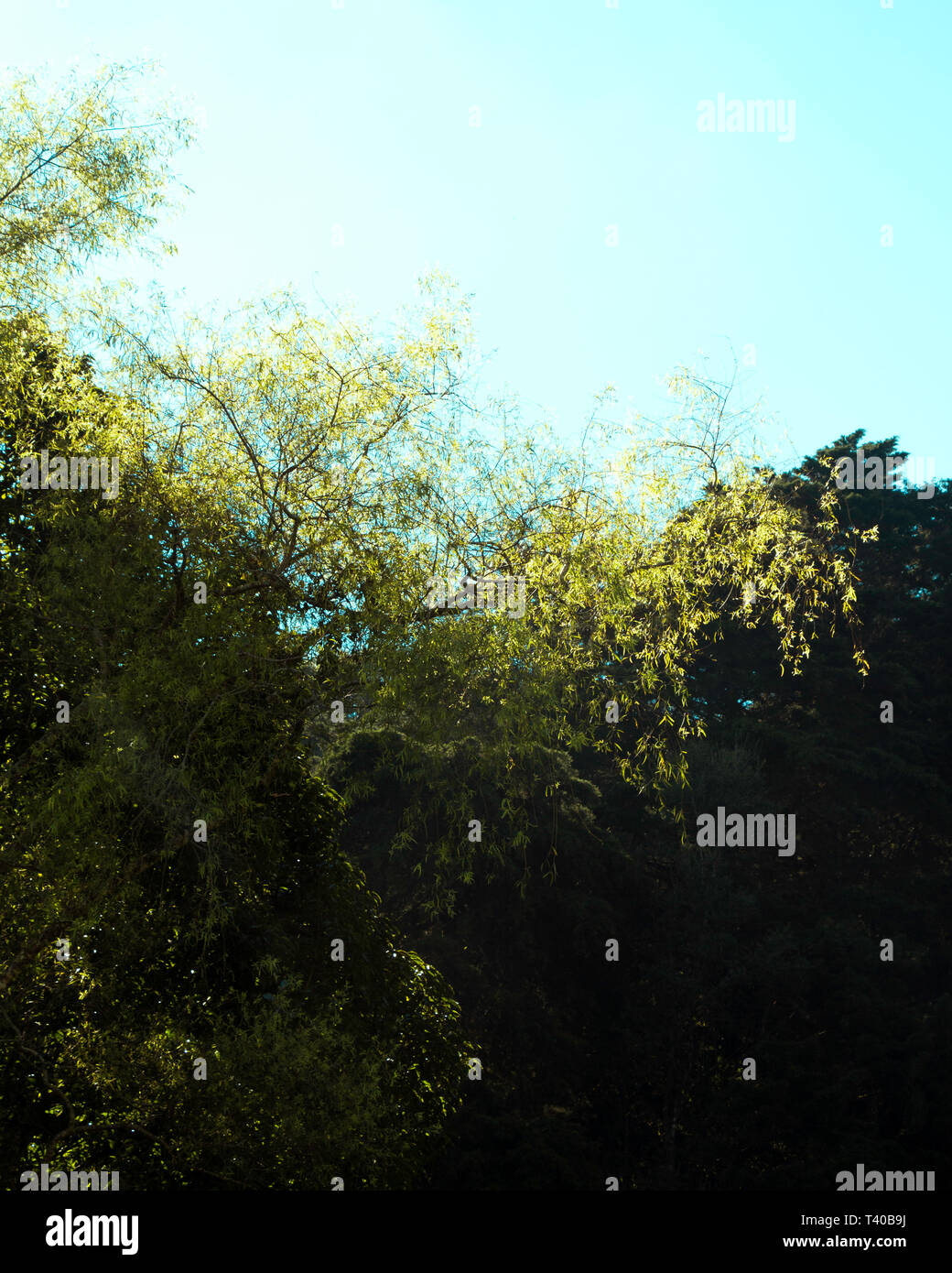 Morning sun over trees Stock Photo - Alamy