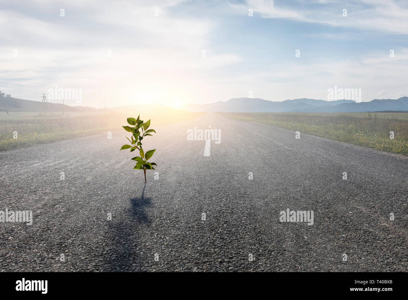 Seeding plant on asphalt road Stock Photo - Alamy