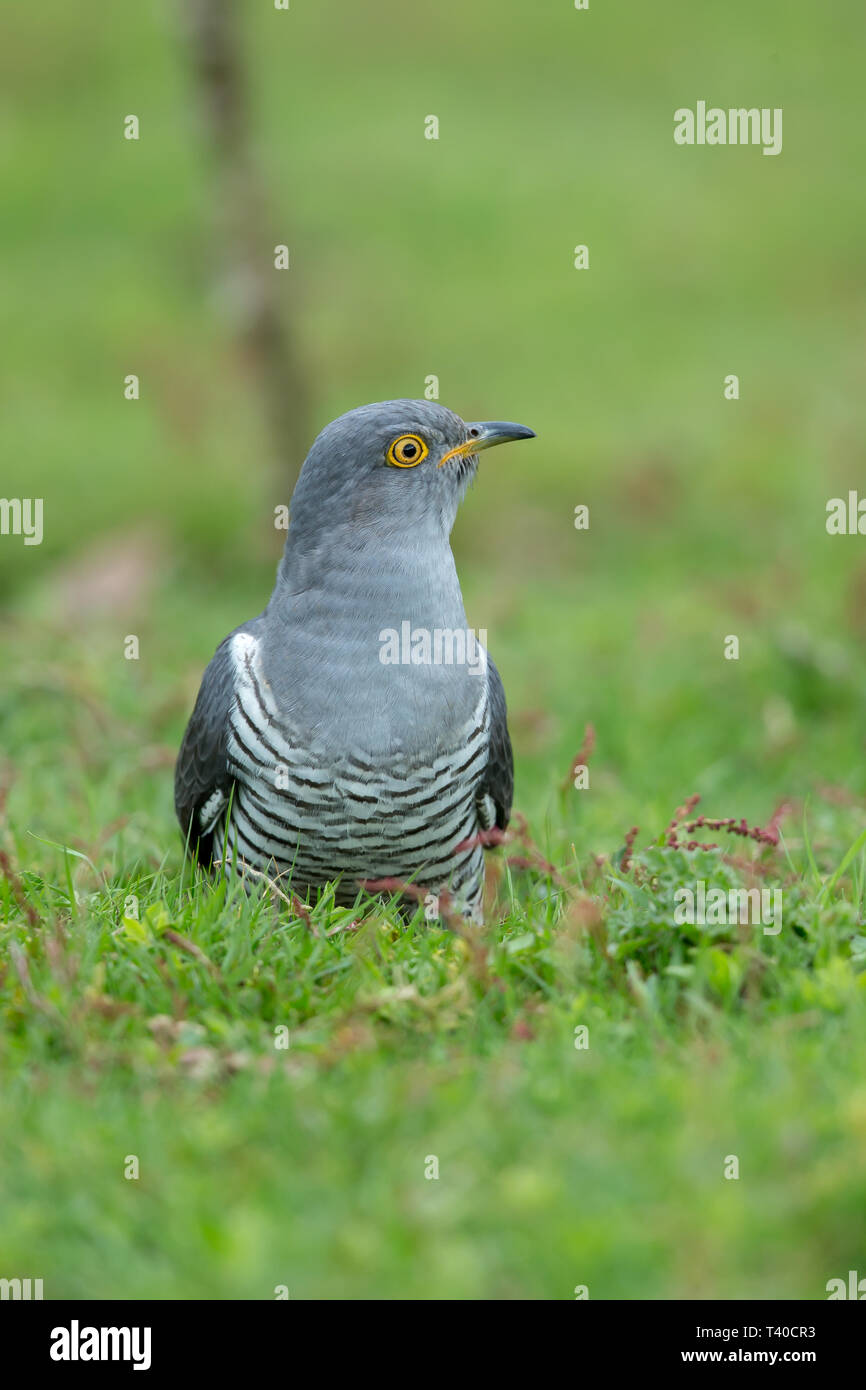 A Common cuckoo on the ground in spring Stock Photo - Alamy