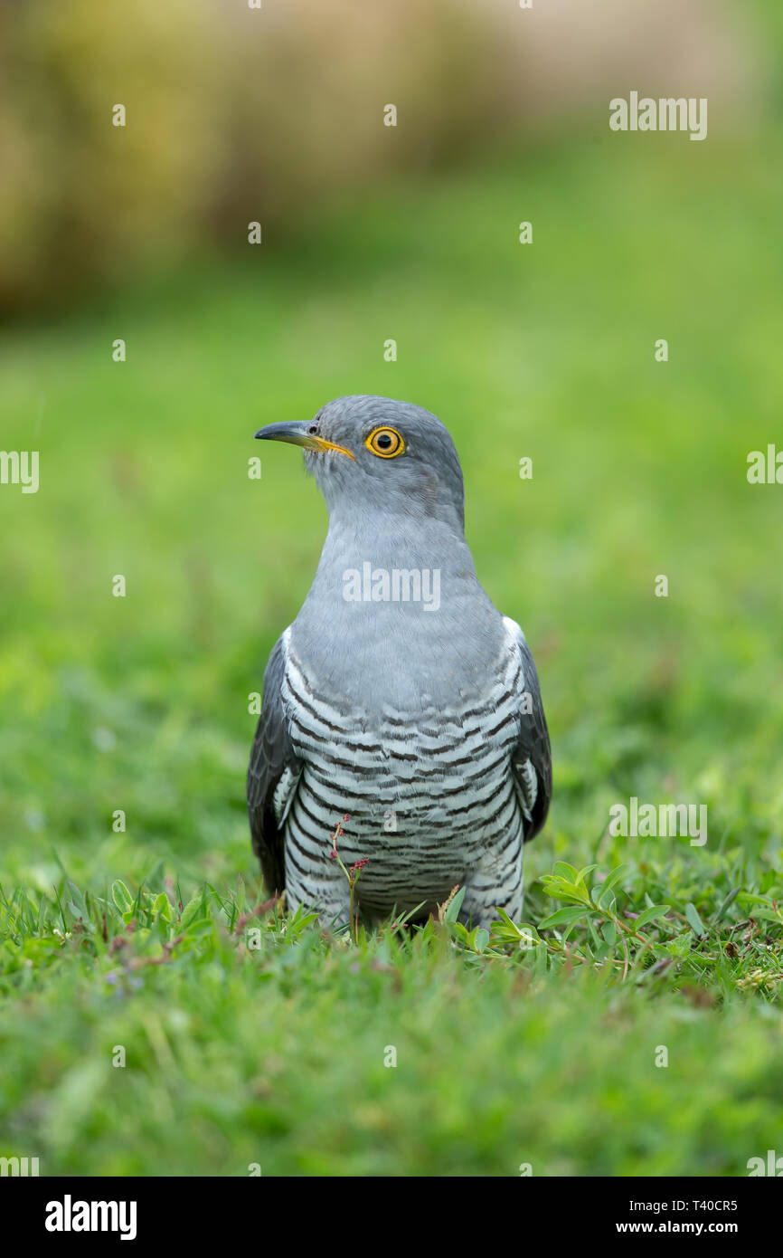 A Common cuckoo on the ground in spring Stock Photo - Alamy