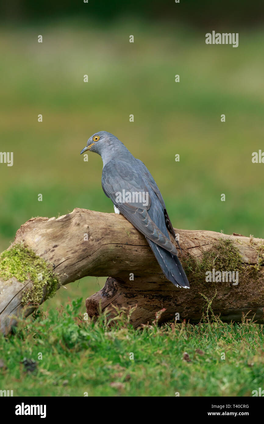 A Common cuckoo on the ground in spring Stock Photo - Alamy