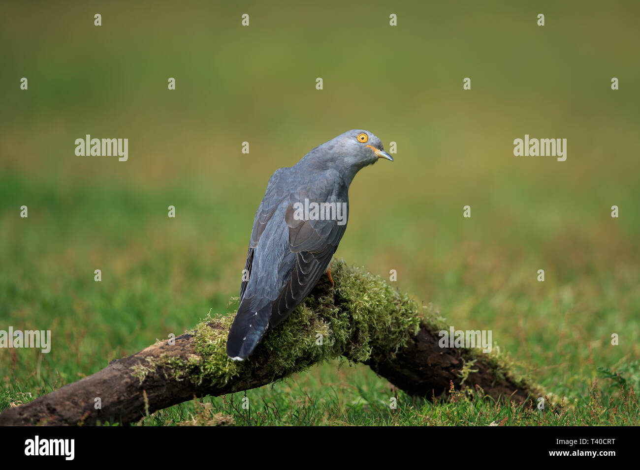 A Common cuckoo on the ground in spring Stock Photo - Alamy
