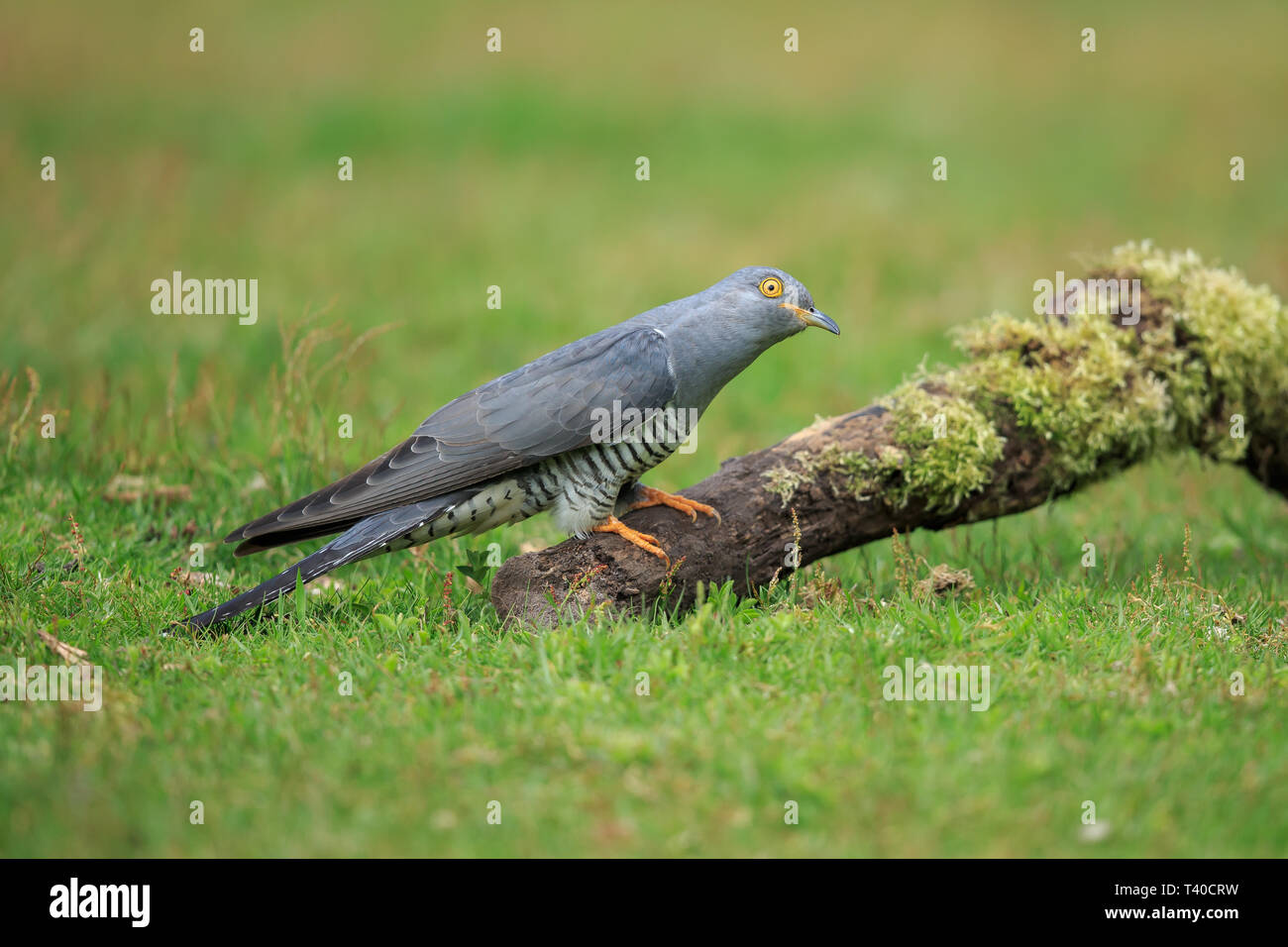 A Common cuckoo on the ground in spring Stock Photo - Alamy