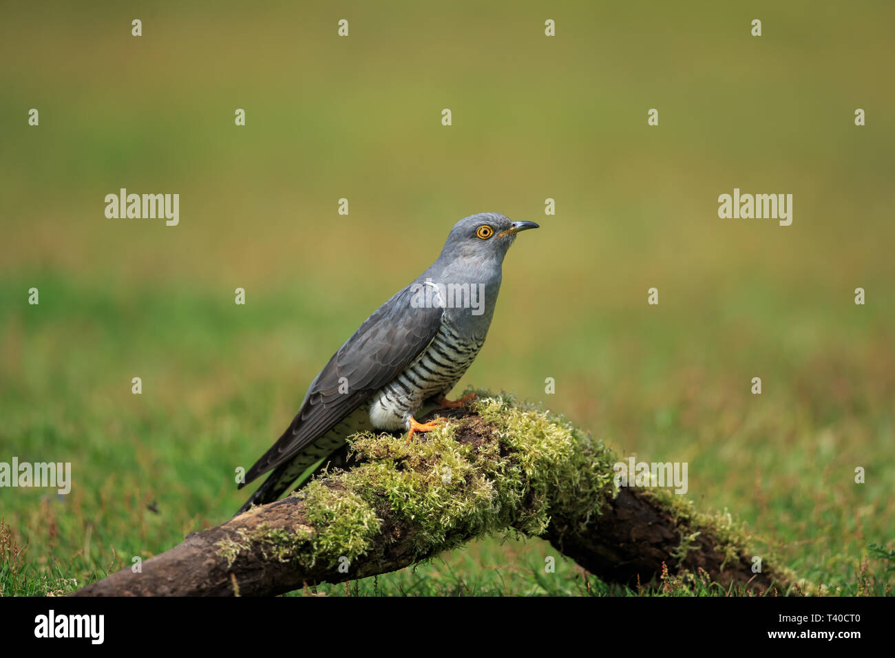 A Common cuckoo on the ground in spring Stock Photo - Alamy