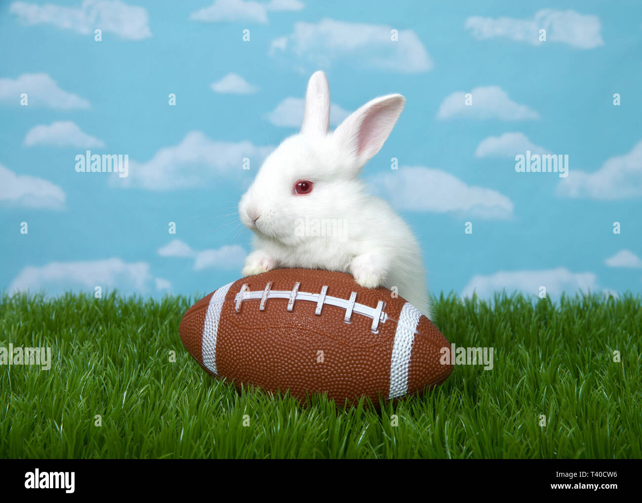 White albino baby bunny rabbit with a American football in green grass ...