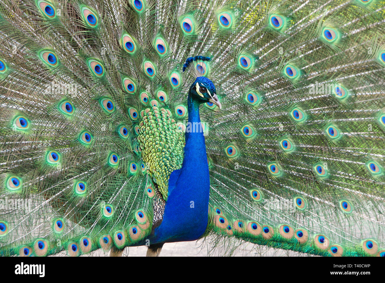Extreme close up of one male peacock moving towards camera. Peacocks ...