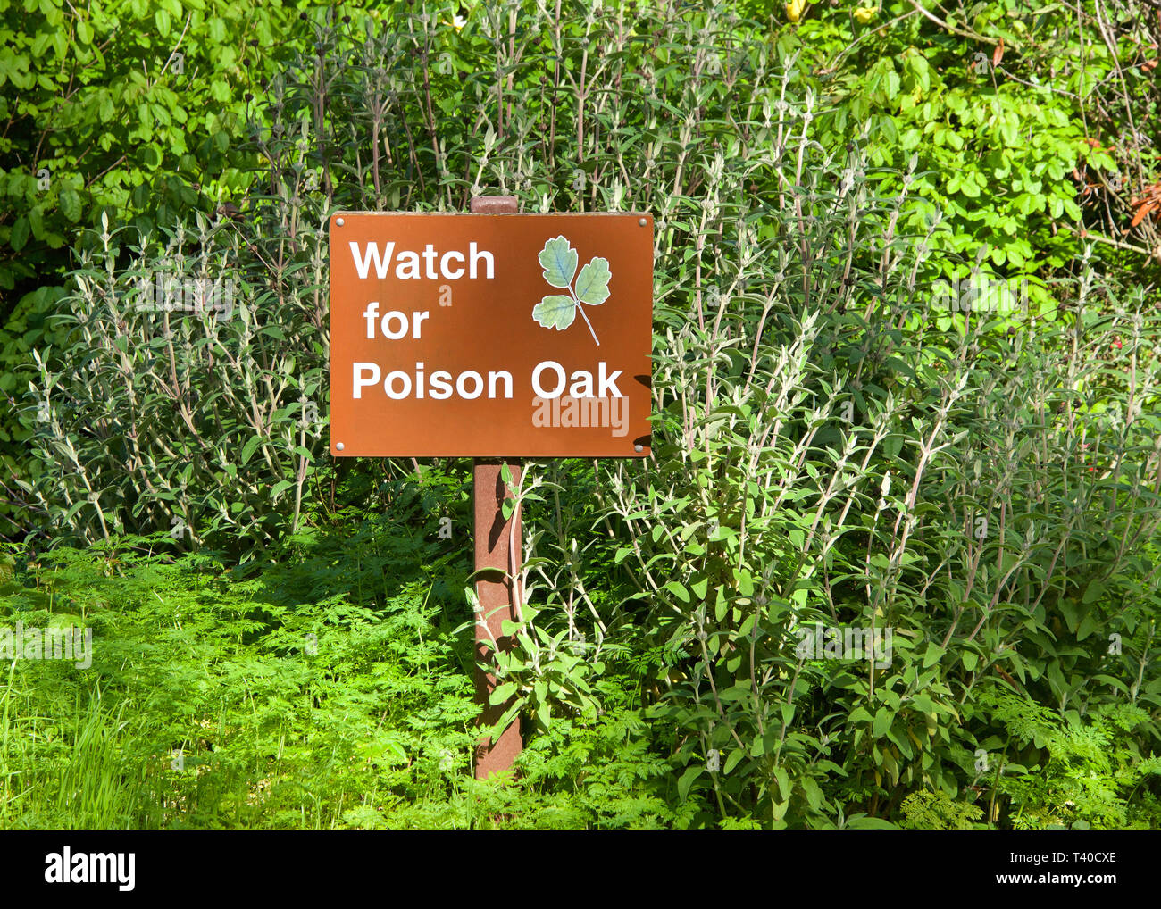 Danger poison oak sign hi-res stock photography and images - Alamy