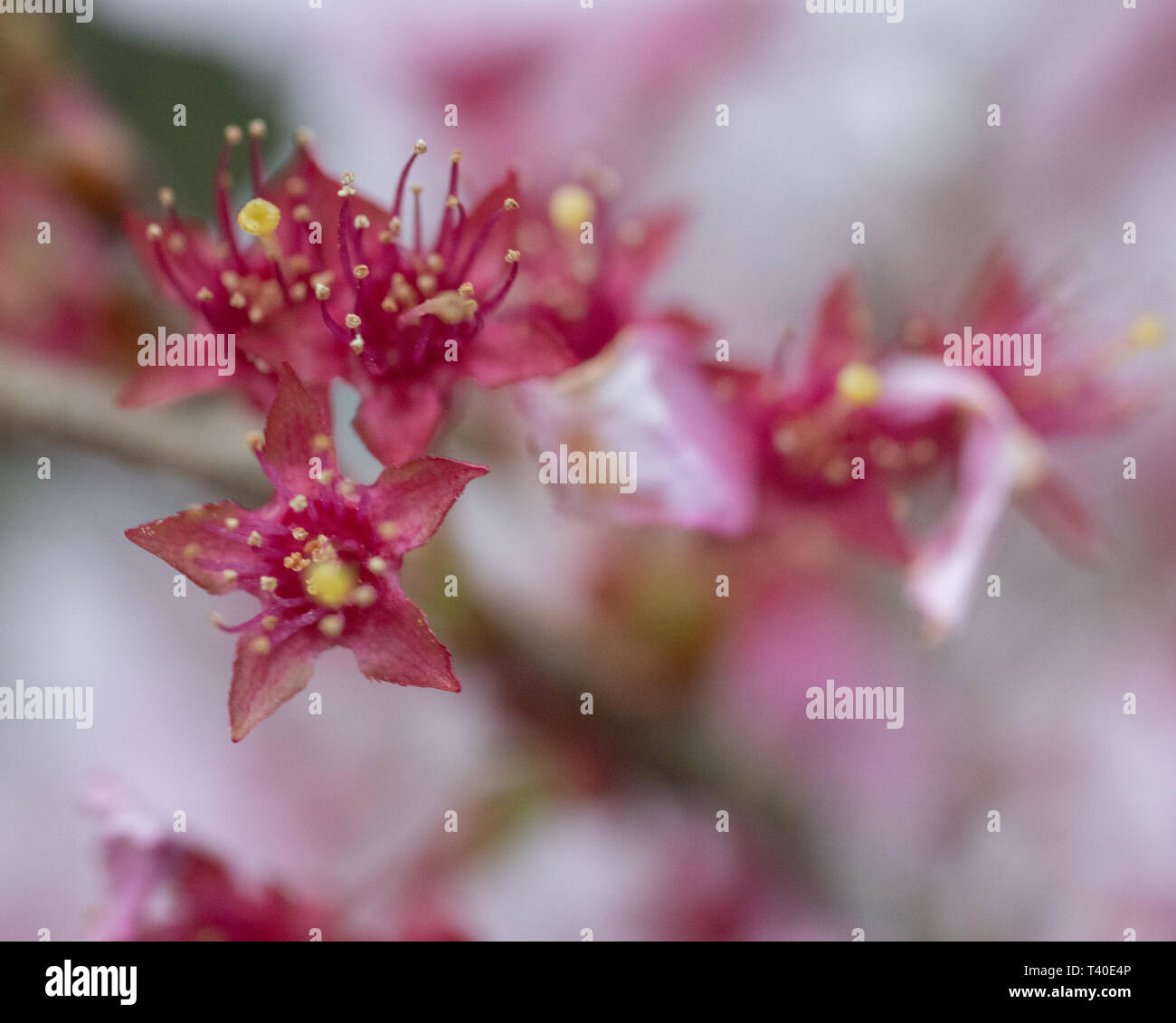 Flower sepal - Cherry tree blossom sepal in spring after cherry tree ...