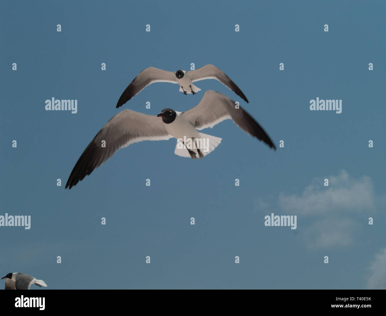 Two Seagull Birds flying in blue sky Stock Photo - Alamy