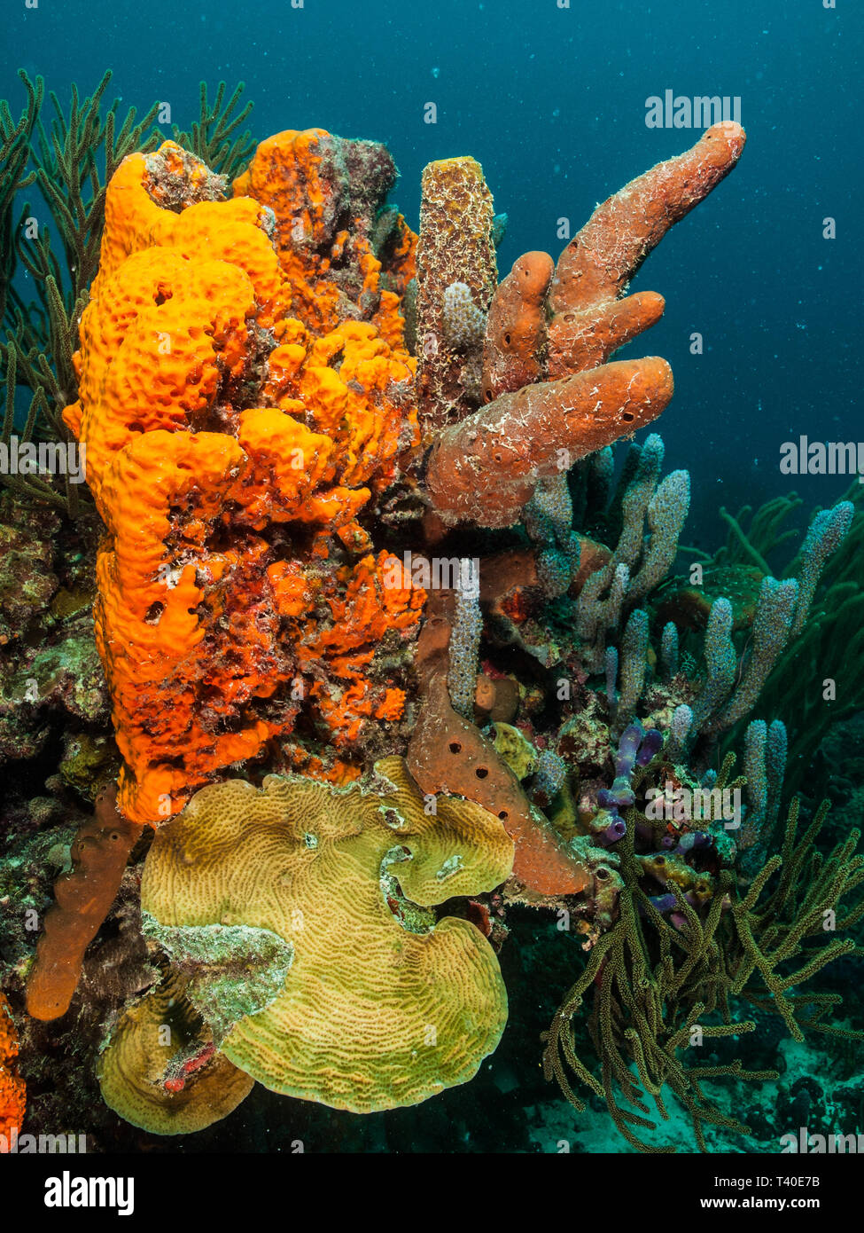 Niphates hi-res stock photography and images - Alamy