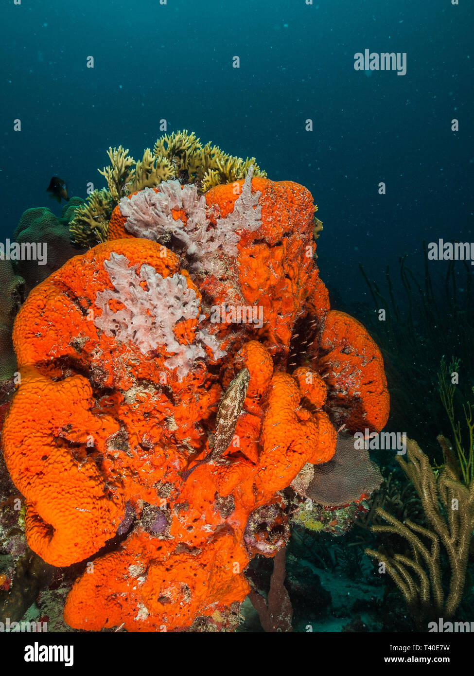 Phylum taxonomy hi-res stock photography and images - Alamy