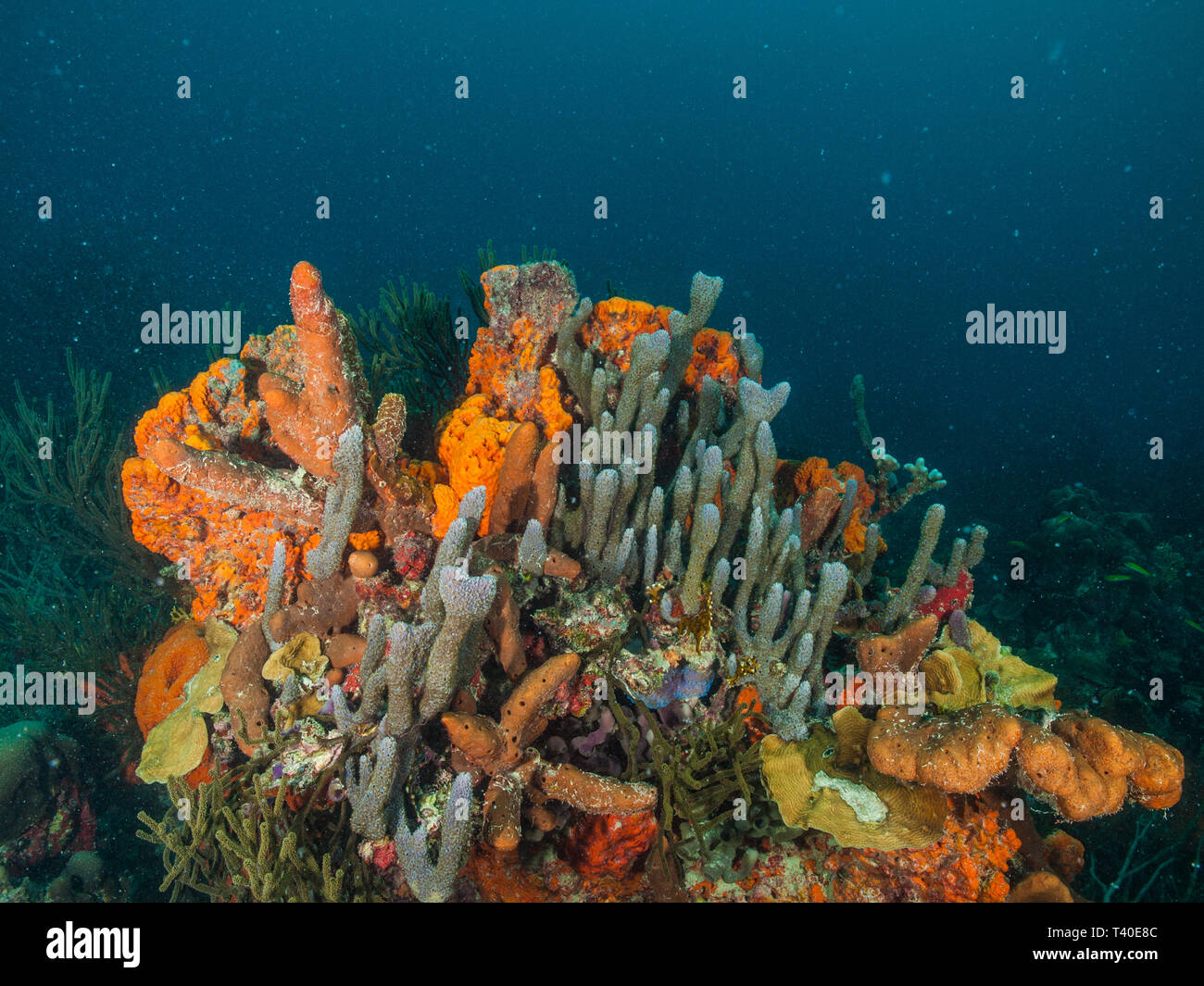 Metazoa hi-res stock photography and images - Alamy
