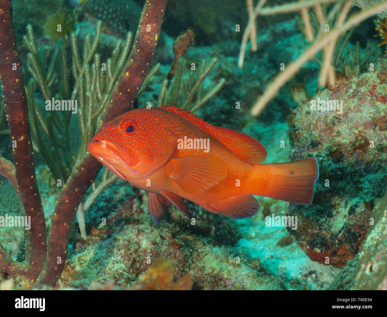 orange grouper fish with coral reef underwater caribbean sea Stock ...