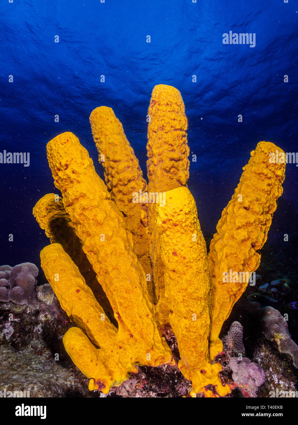 Latin binomial nomenclature hi-res stock photography and images - Alamy