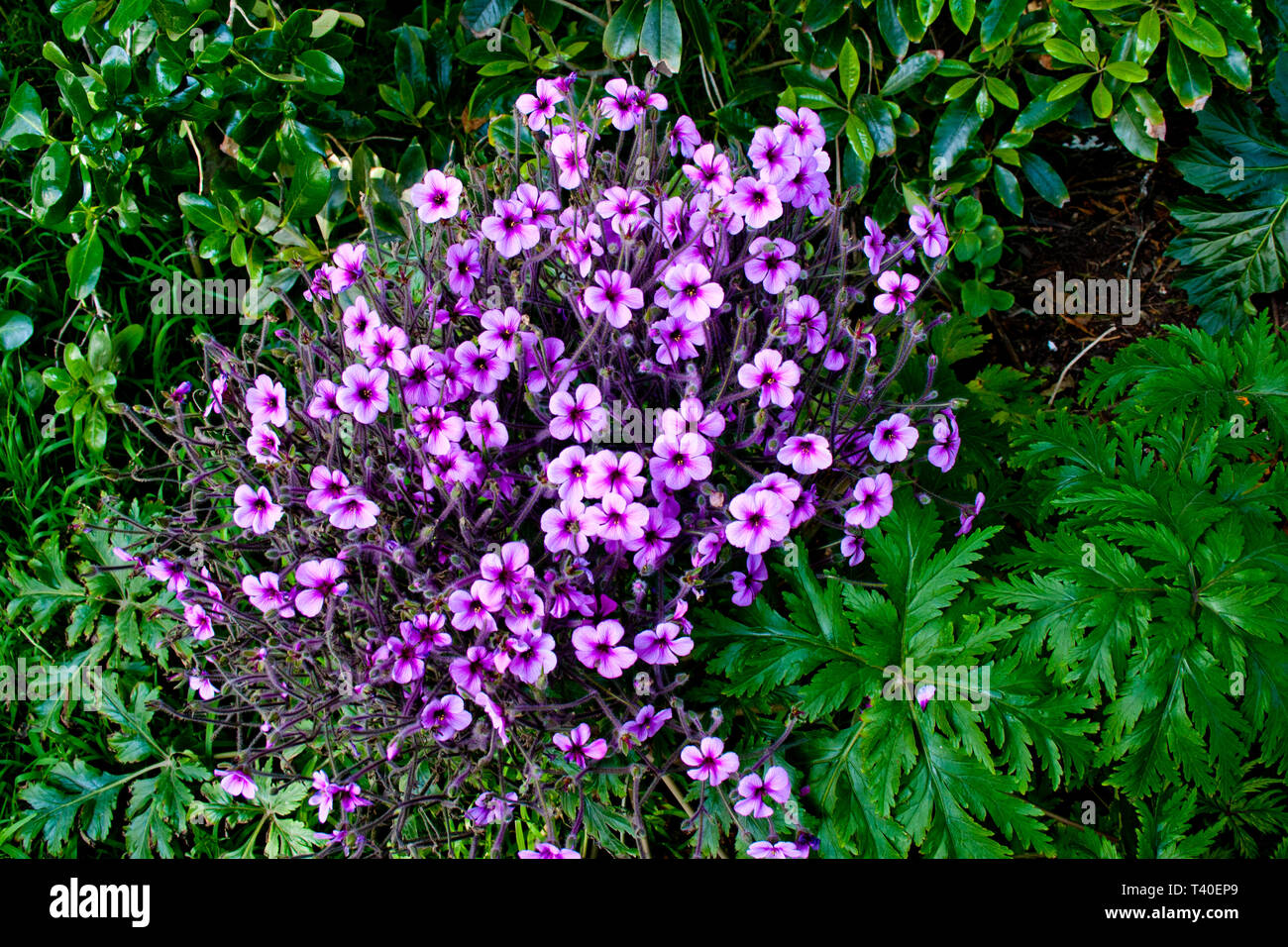 Beautiful flowers in the Golden Gate Park, San Francisco Stock Photo ...
