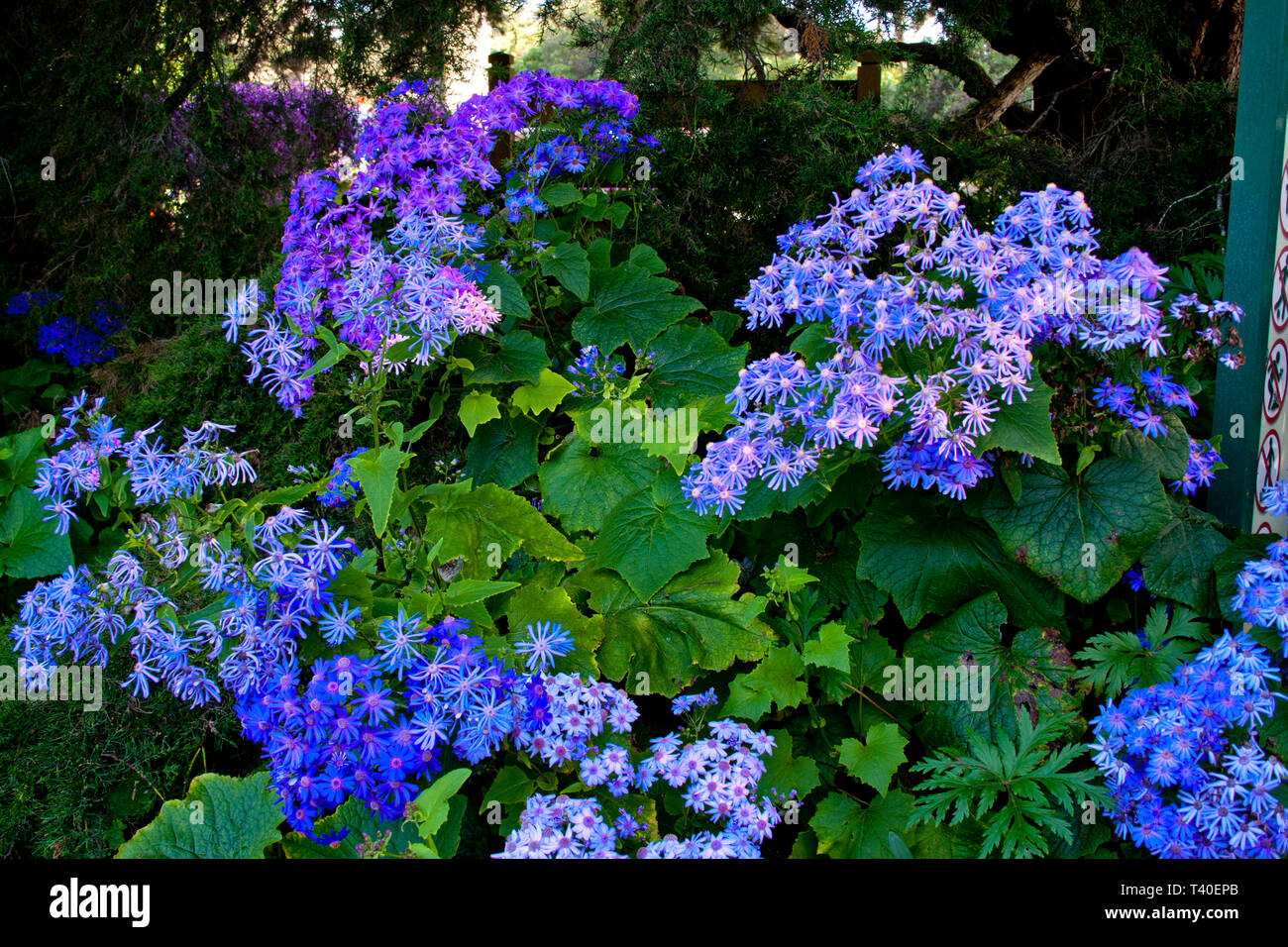 Beautiful flowers in the Golden Gate Park, San Francisco Stock Photo ...