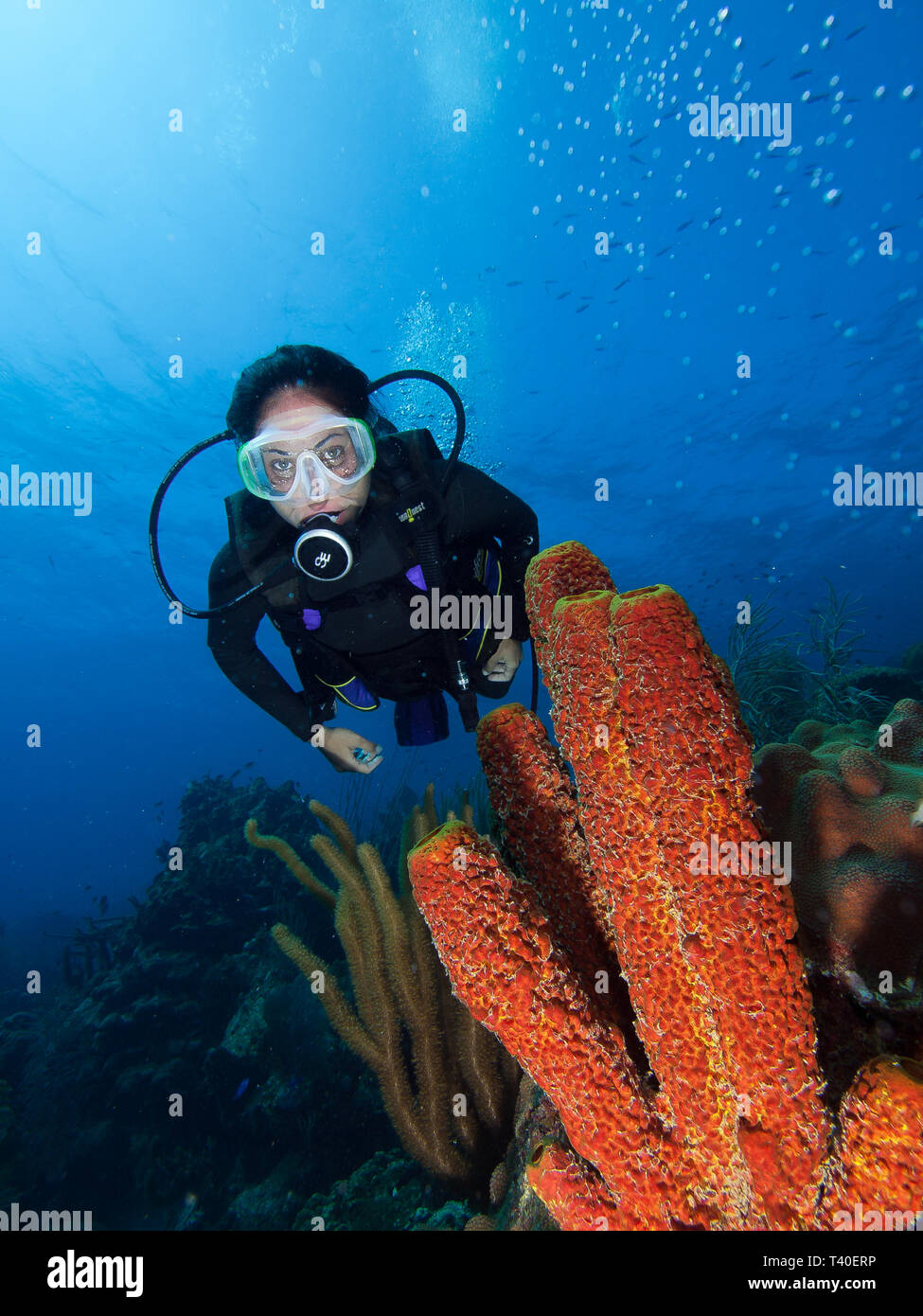 Free diver diving underwater hi-res stock photography and images - Alamy