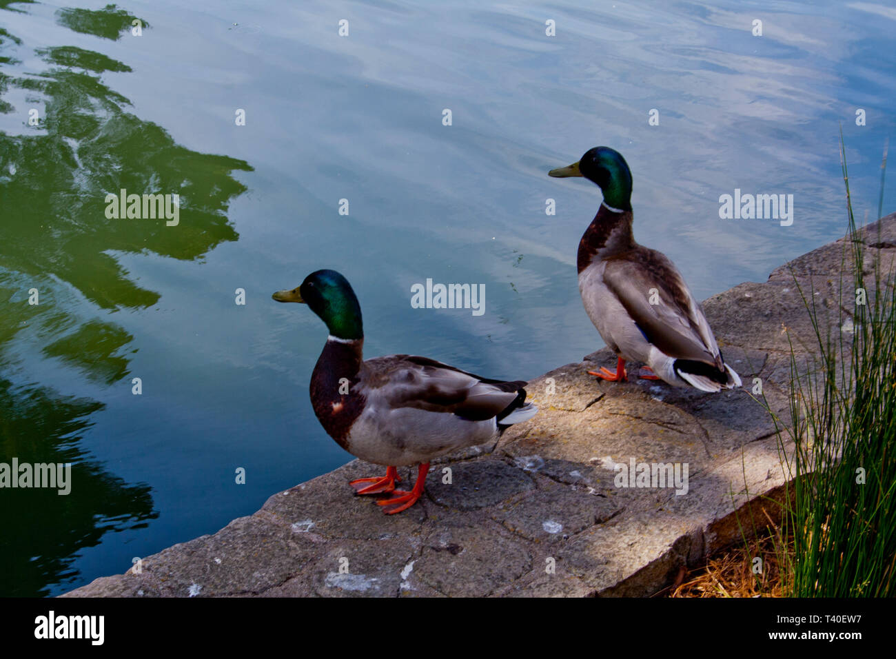 Little ducks observing jumping into the water by the Palace of Fine ...