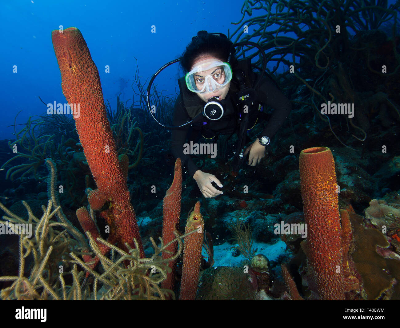 woman diver underwater los roques venezuela Stock Photo - Alamy