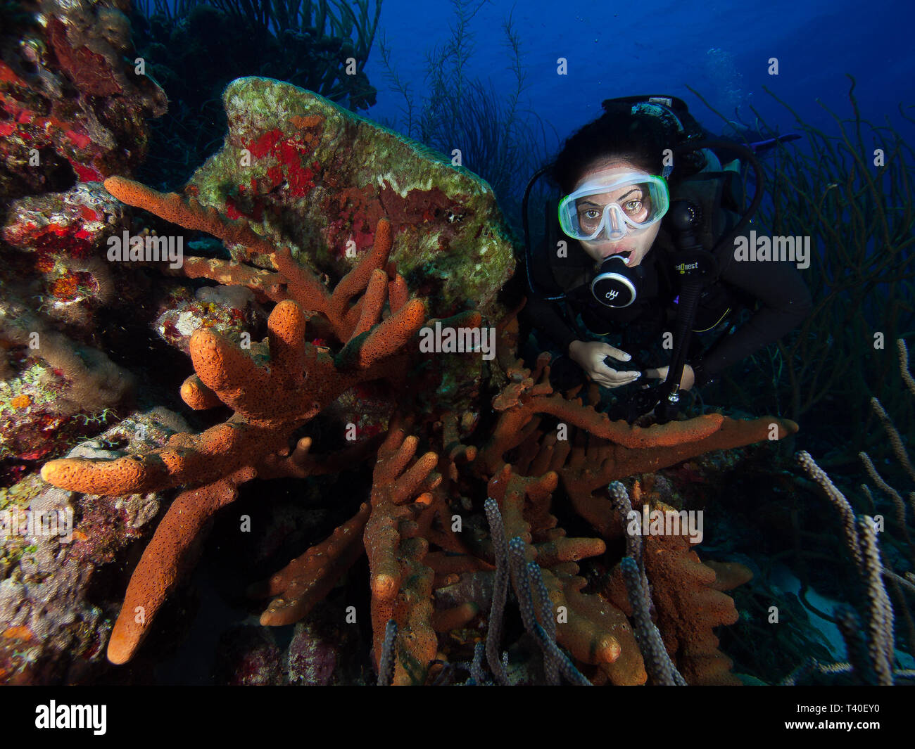 woman diver underwater los roques venezuela Stock Photo - Alamy