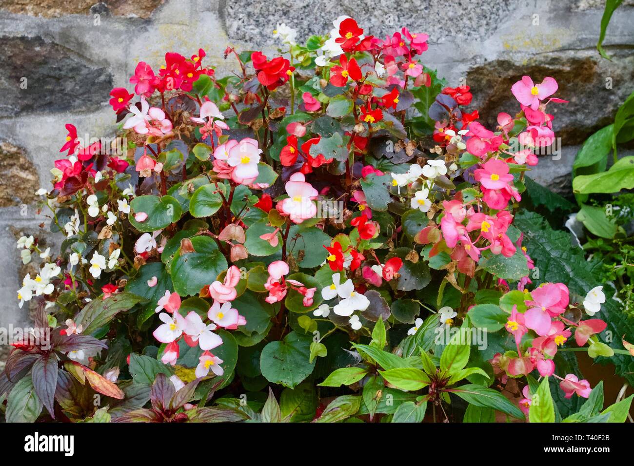 Cornish coastal flowers hi-res stock photography and images - Alamy