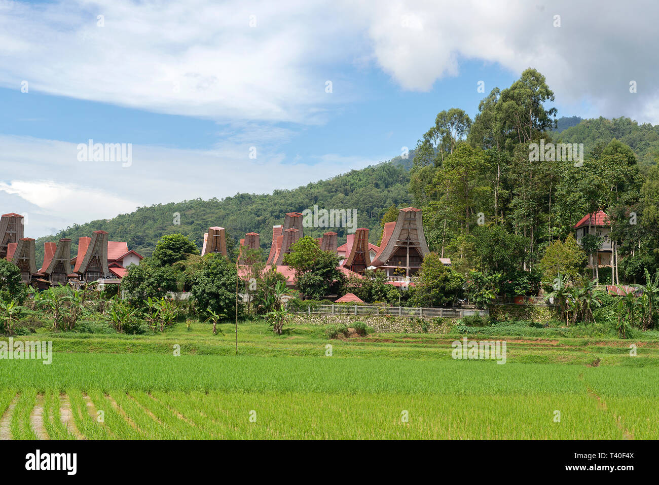 Tongkonan houses, traditional Torajan buildings, Tana Toraja is the ...