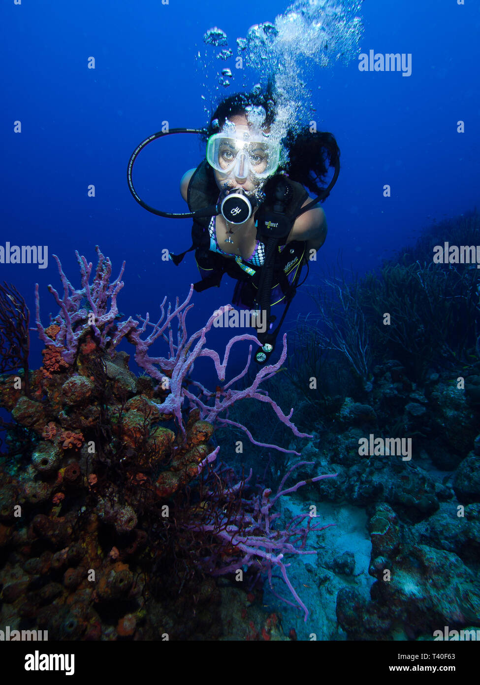 woman diver underwater los roques venezuela Stock Photo - Alamy