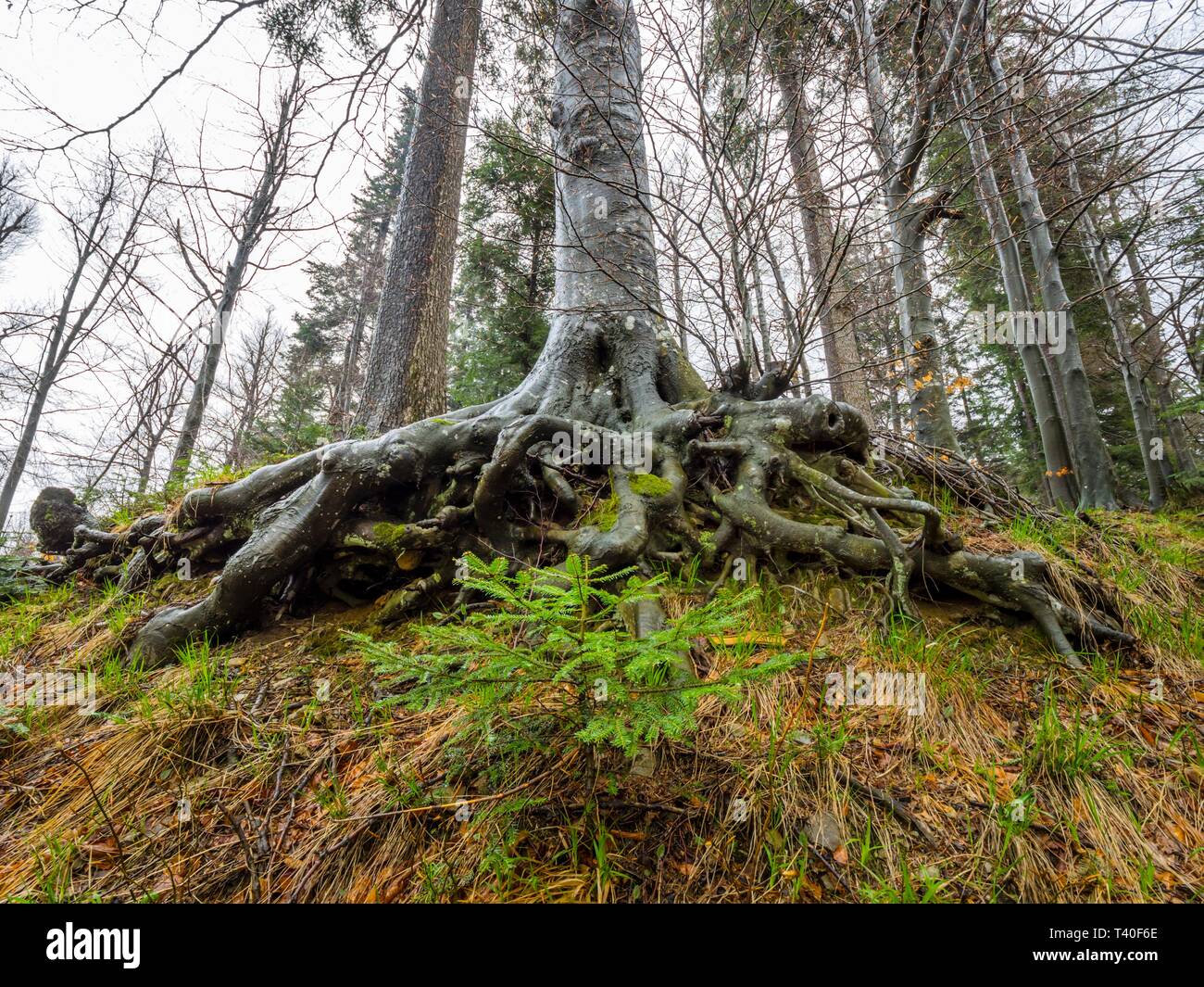 Exposed tree roots above the ground hi-res stock photography and images ...